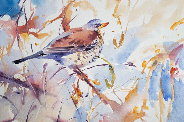 Fieldfare - Markings & Colour Schemes : Preview - Tom Shepherd School ...